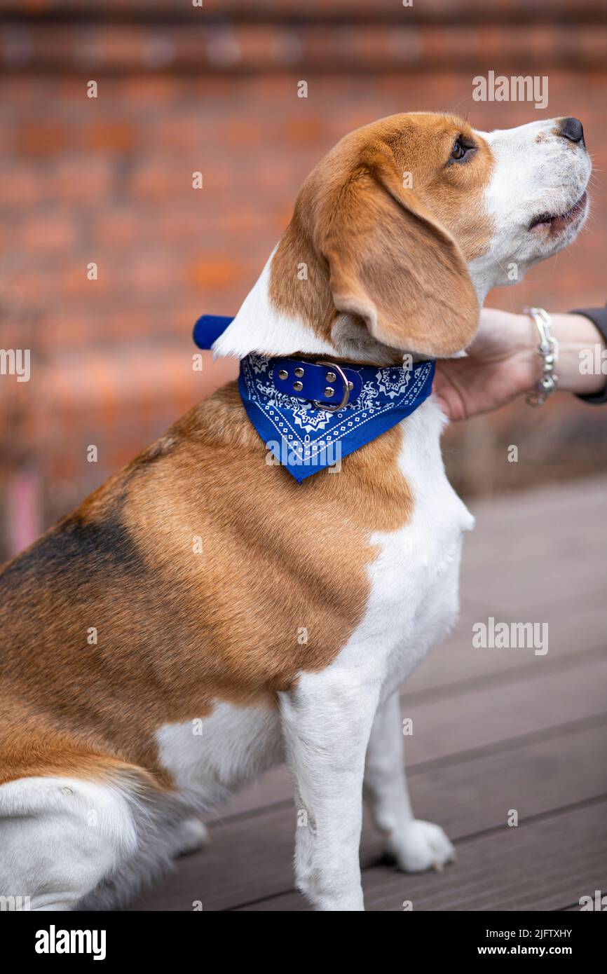 beagle puppy on the floor with blue colar and white ornament Stock ...