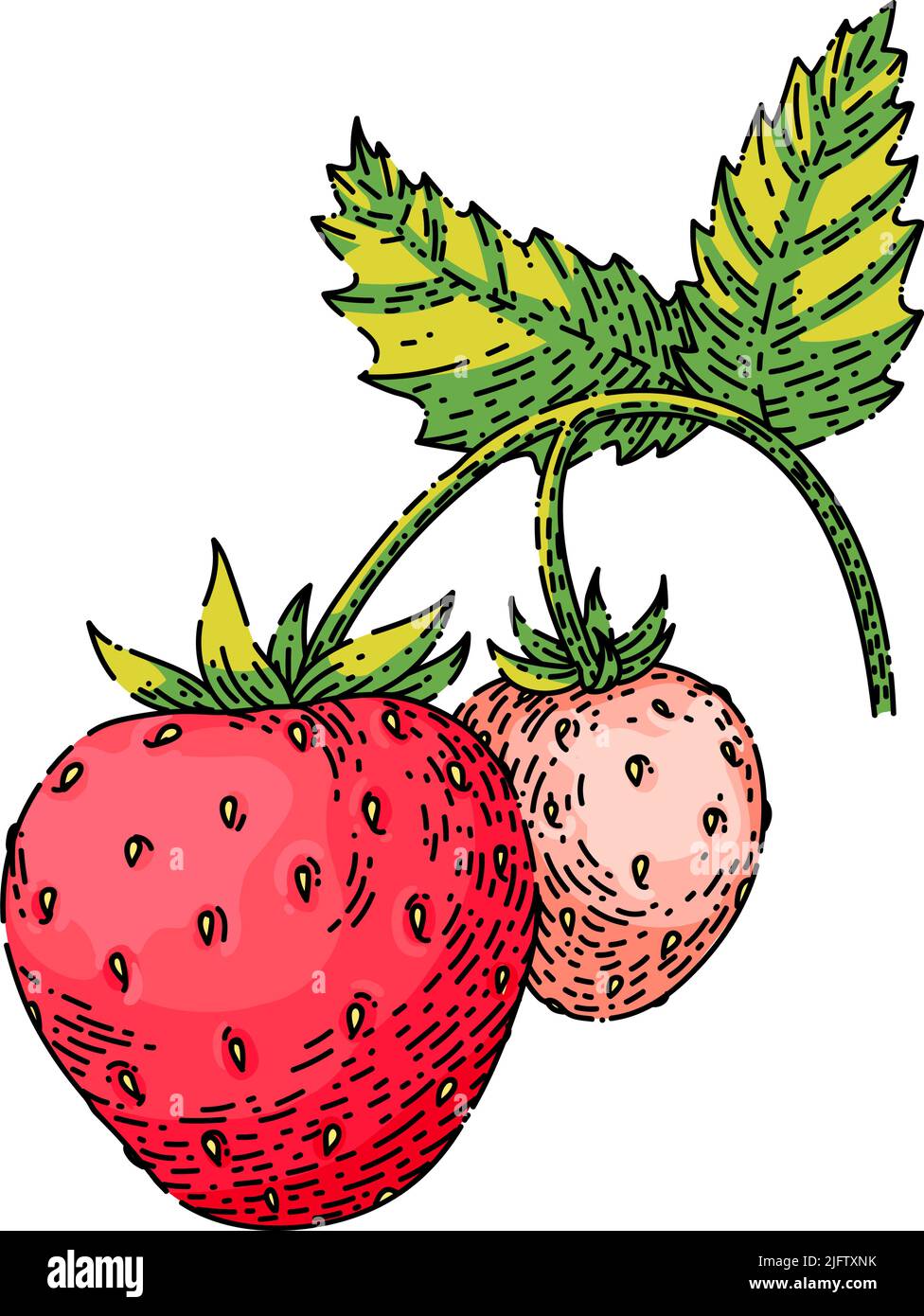 Strawberry Sketch Hand Drawn Vector Stock Vector Image And Art Alamy