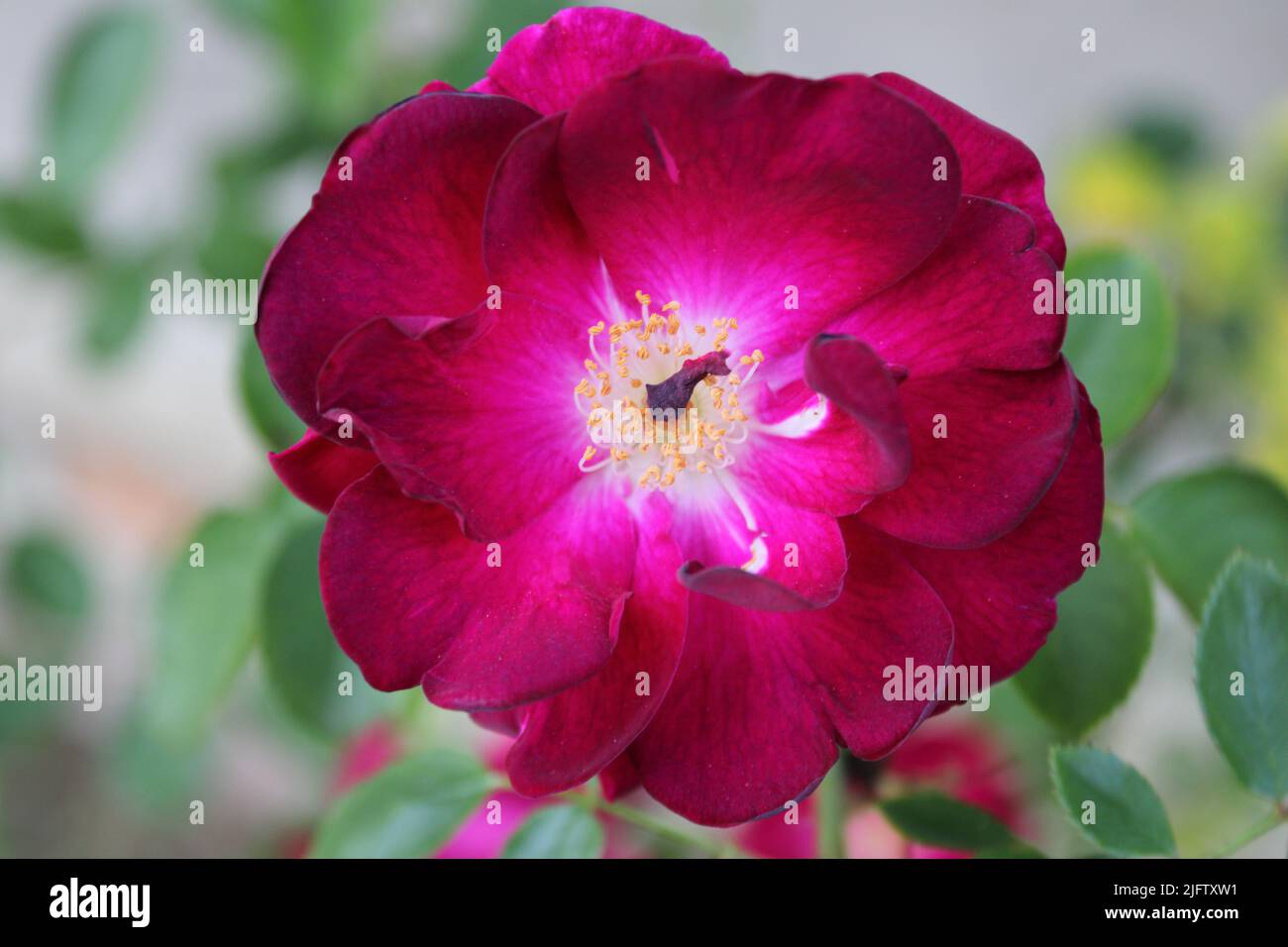 Red Rose in Spring Stock Photo - Alamy
