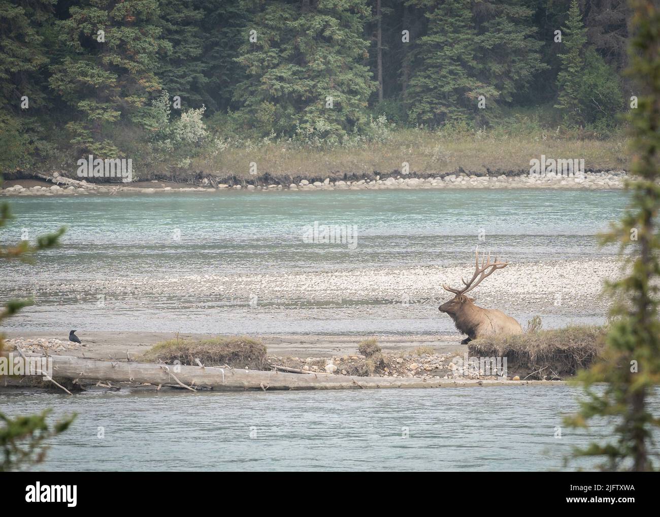 Male elk sitting in the middle of river in Canadian wilderness, Jasper ...