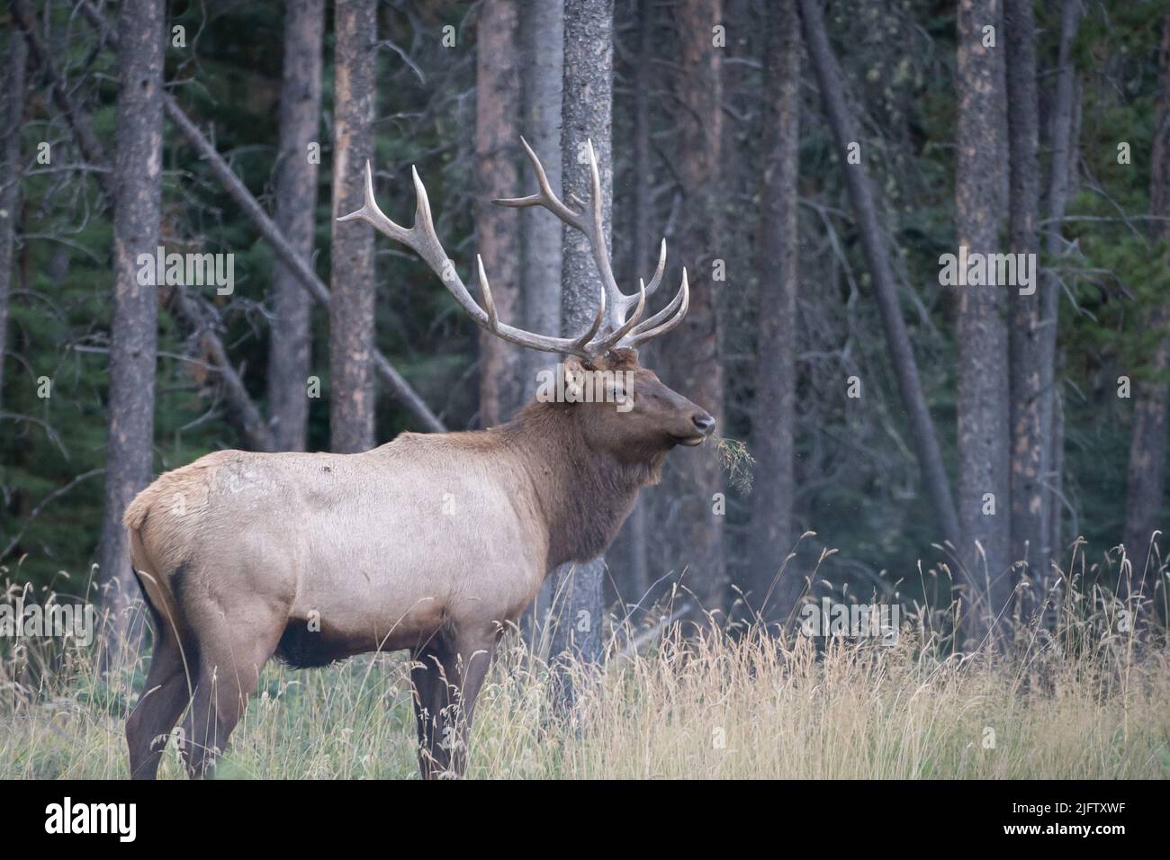 Elk with big antlers hi-res stock photography and images - Alamy