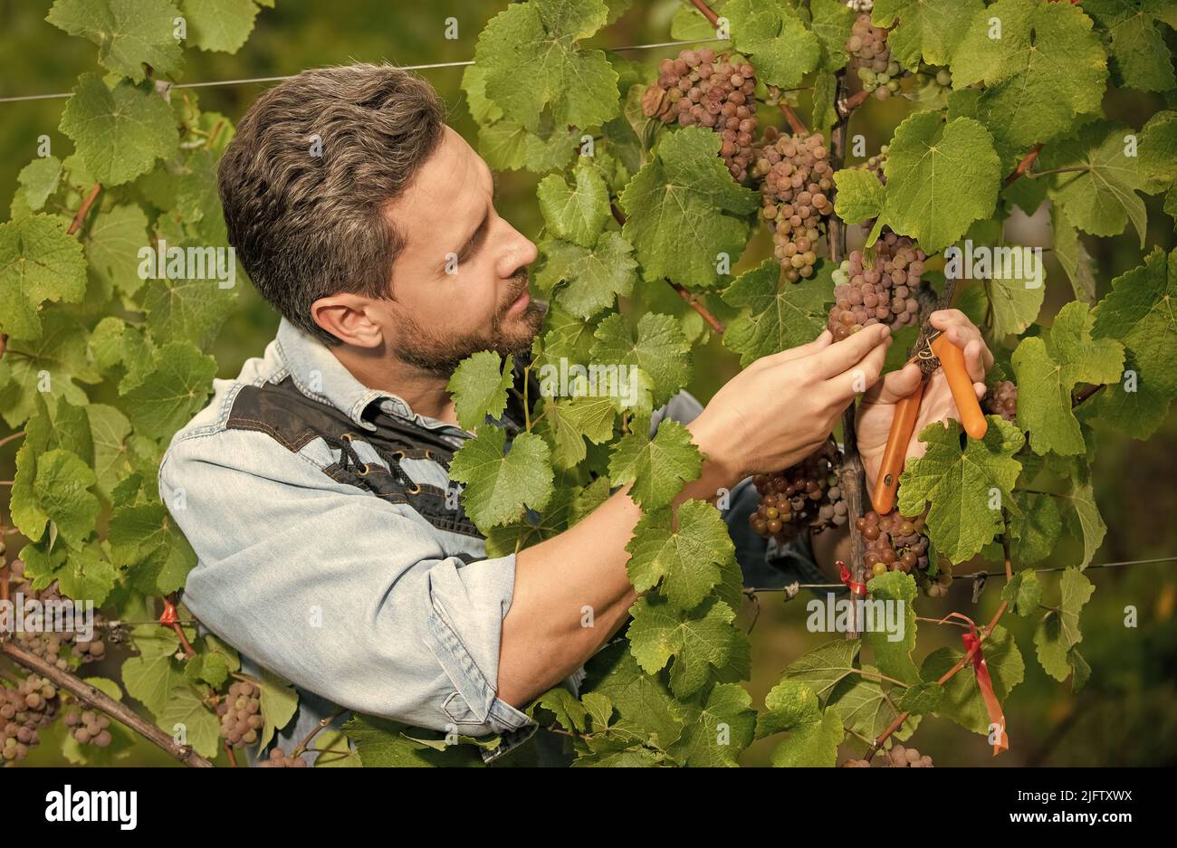 enologist with garden scissors. farmer cut grapevine. vinedresser cutting grapes bunch Stock ...