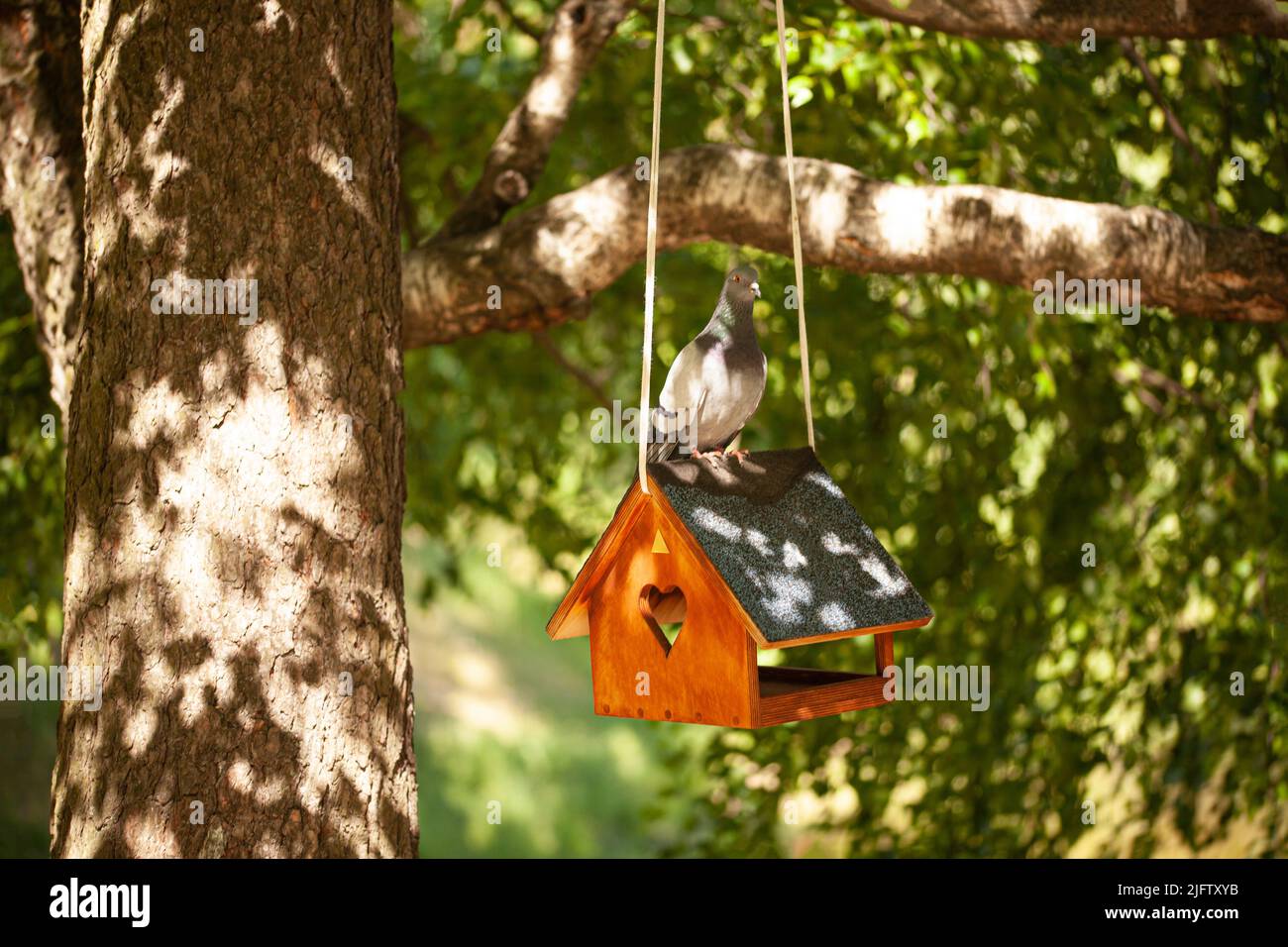 Birds on birdhouses and bird feeder in the forest. Pigeons in the wild ...