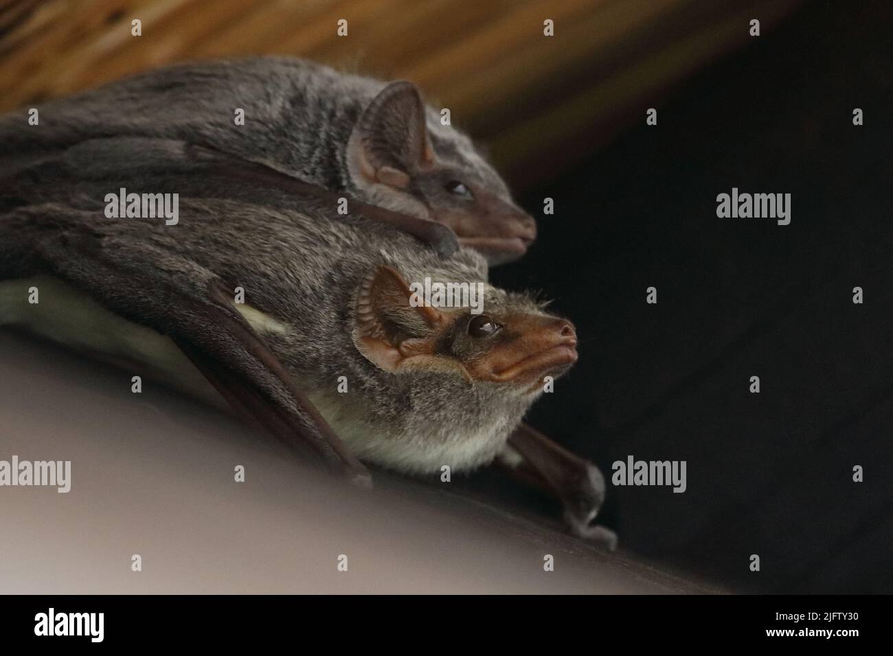 Mauritius-Grabfledermaus / Mauritian tomb bat / Taphozous mauritianus ...