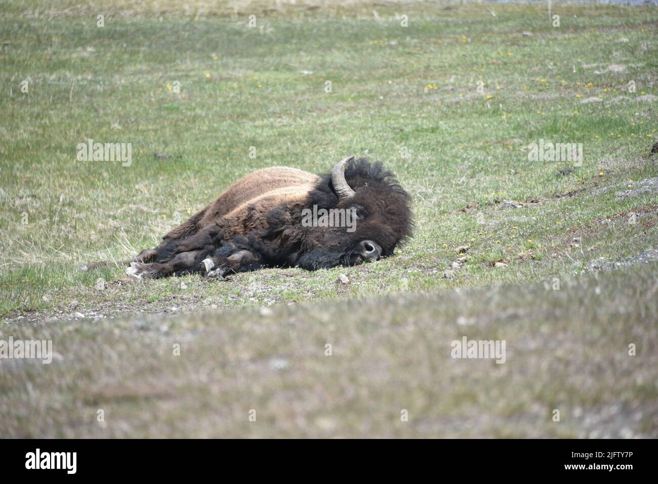 Yellowstone National Park, USA. 5/21-24/2022. American Bison injured or ...