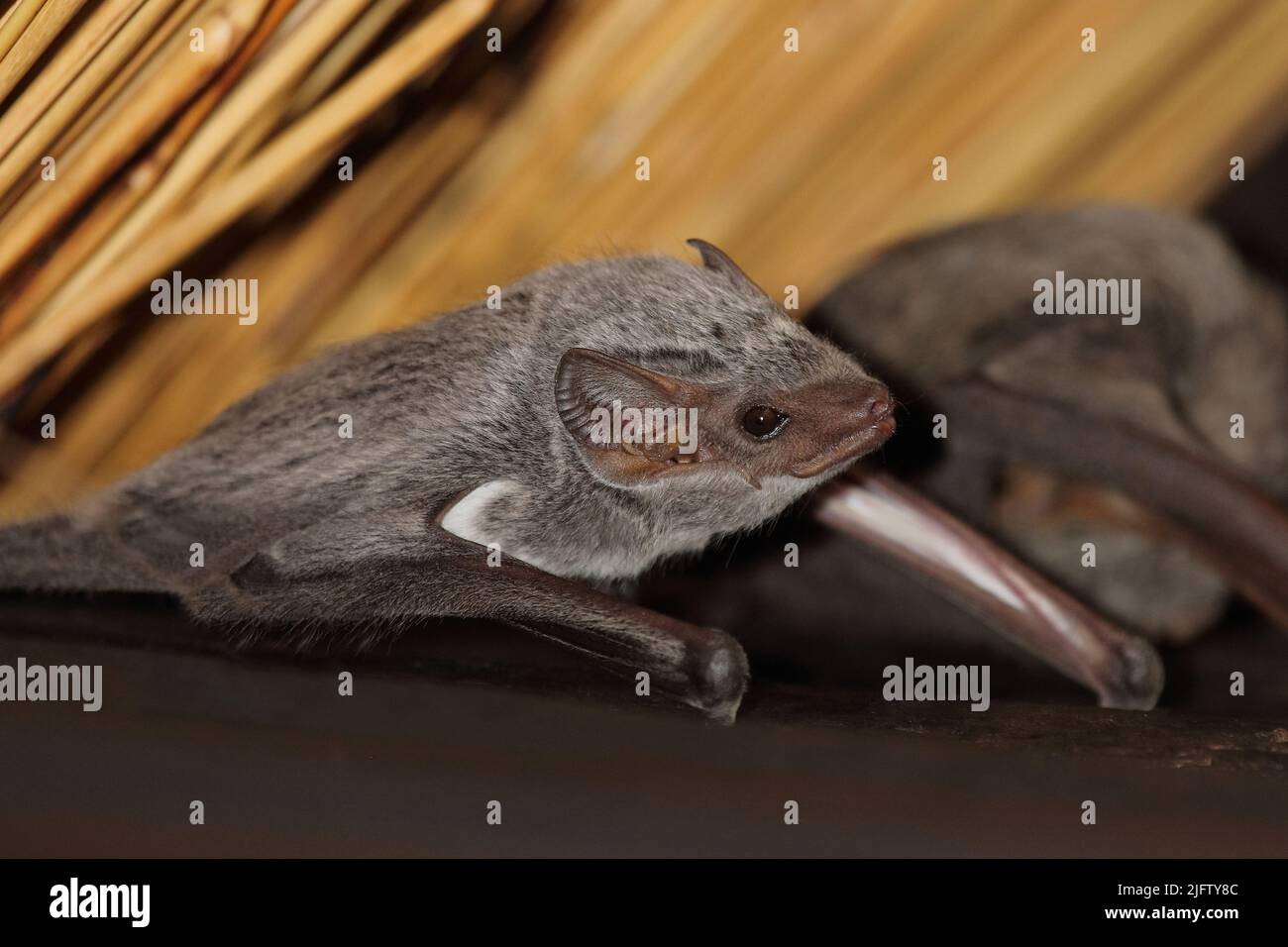 Mauritius-Grabfledermaus / Mauritian tomb bat / Taphozous mauritianus ...