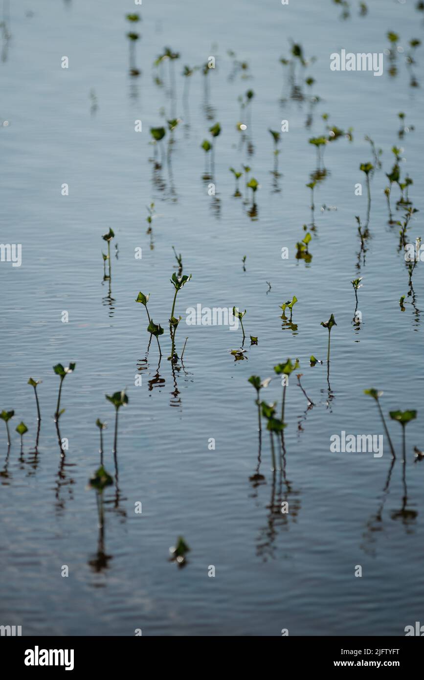 Plants sprouting from under water during high water. Beautiful ...