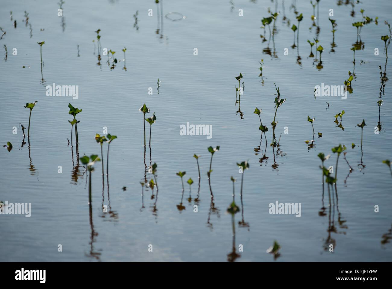 Plants sprouting from under water during high water. Beautiful ...