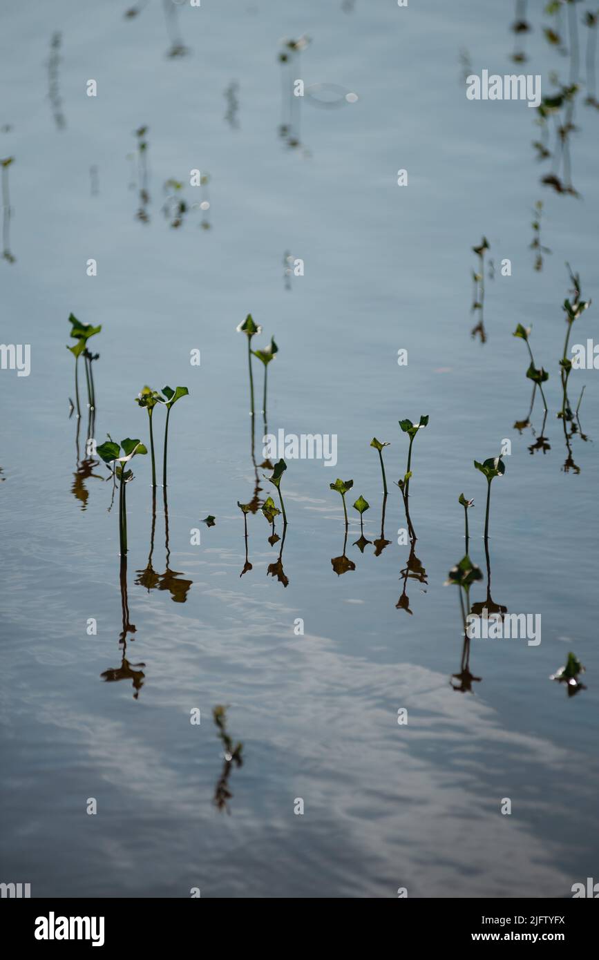 Plants sprouting from under water during high water. Beautiful ...