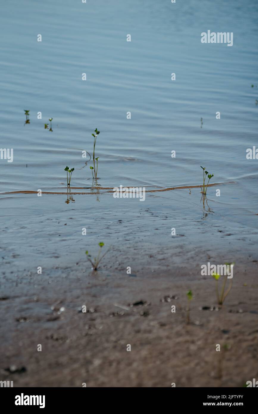 Plants sprouting from under water during high water. Beautiful ...