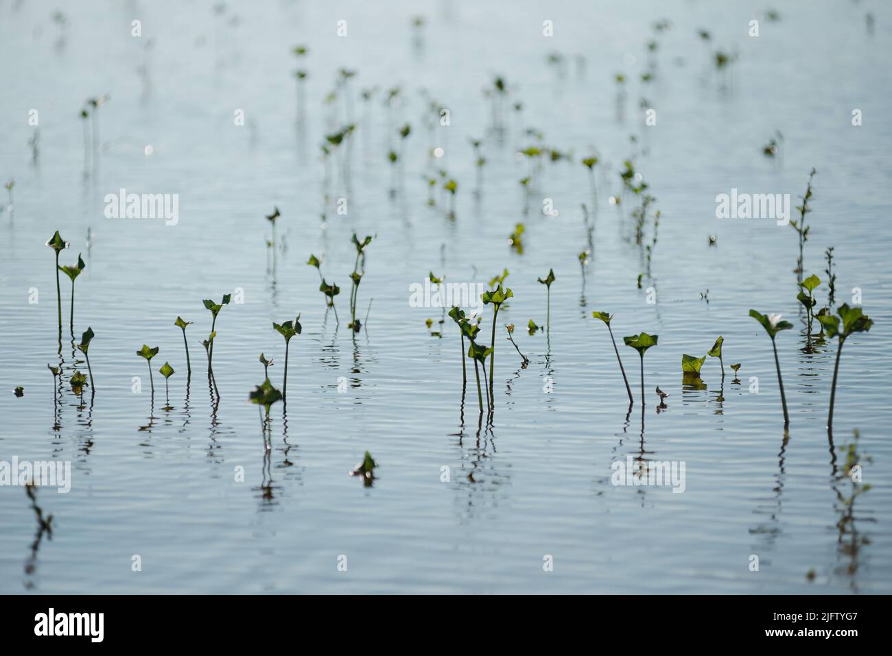 Plants sprouting from under water during high water. Beautiful ...