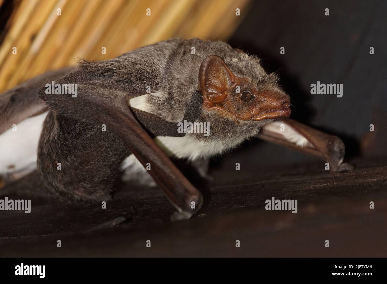 Mauritius-Grabfledermaus / Mauritian tomb bat / Taphozous mauritianus ...
