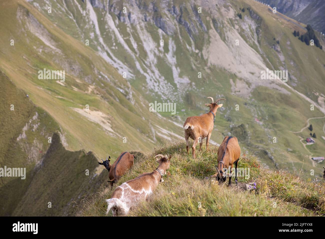 A herd of mountain goats on a grassy mountain in the countryside Stock ...