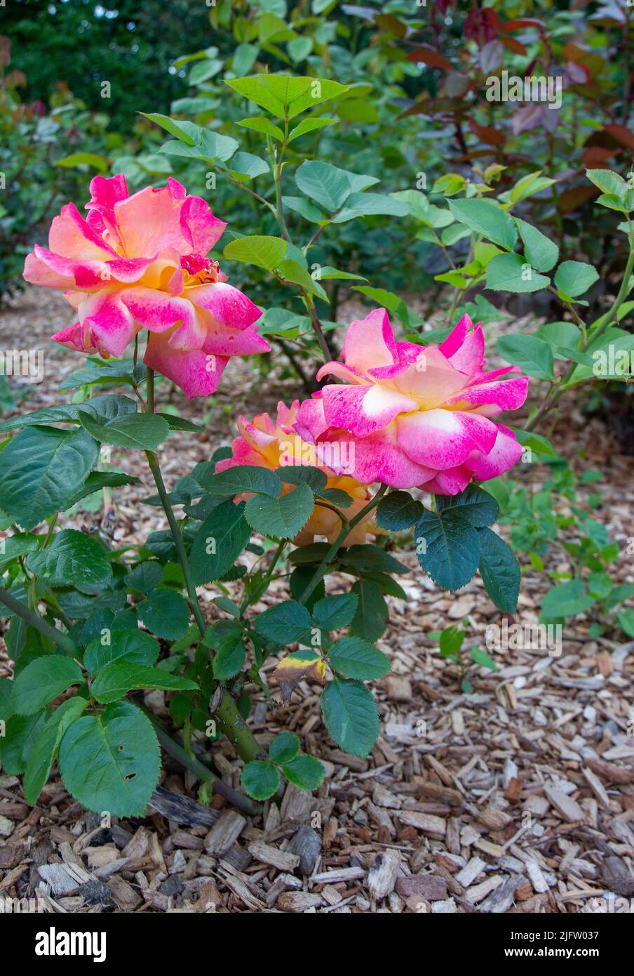 uxurious roses in Paris and mulch on the ground. Peach Pink color ...