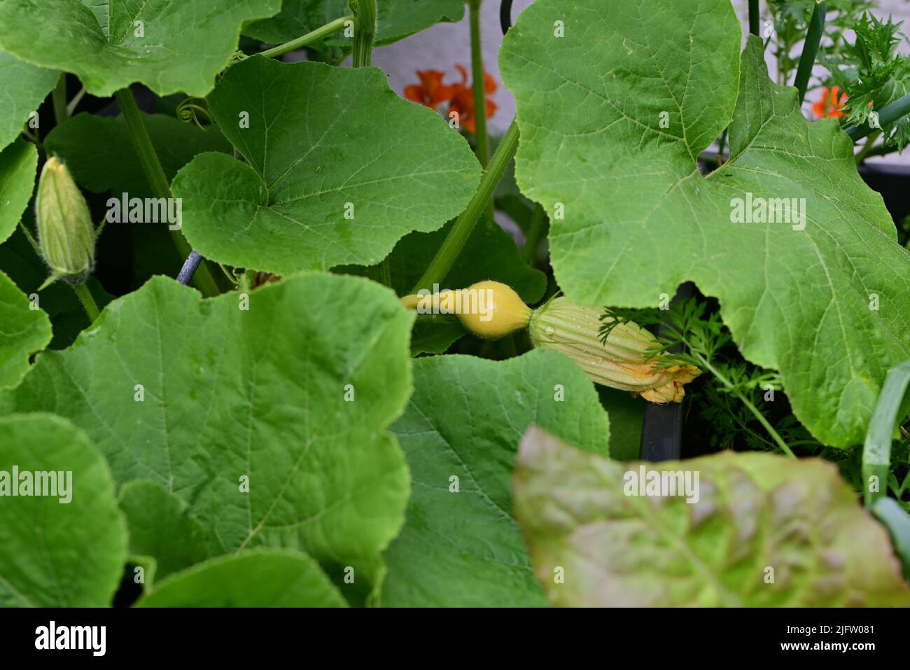 Small unripe yellow hokkaido pumkin on the shrub Stock Photo - Alamy