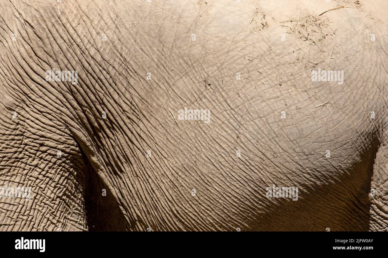 a close-up with the texture of an elephant's skin, detail, nature Stock ...