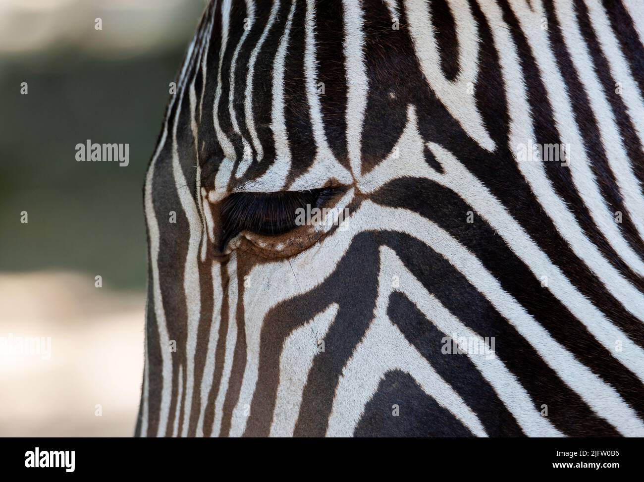 Zebra eyelashes hi-res stock photography and images - Alamy
