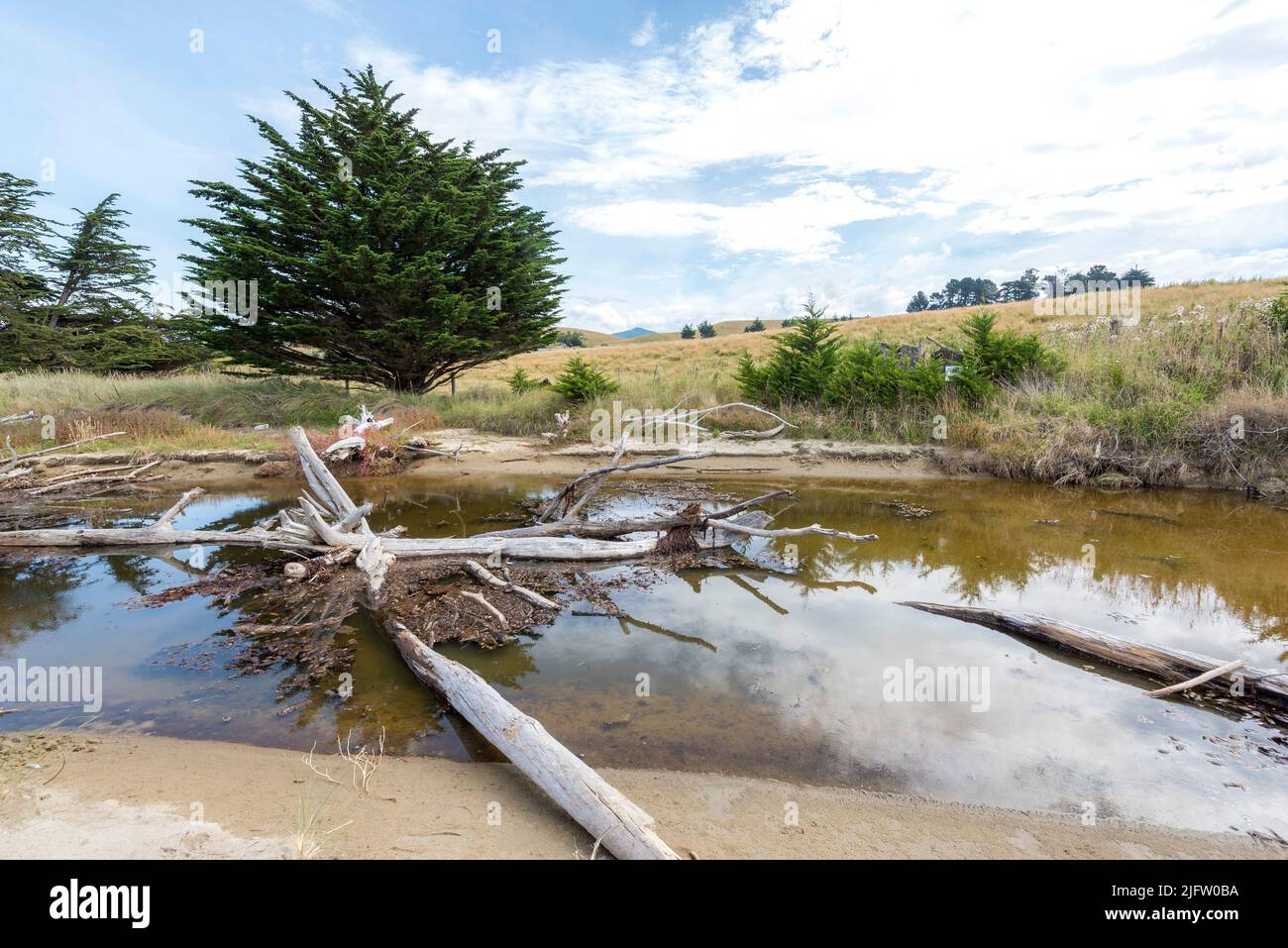 A dirty pond with broken trees in Moeraki Boulders Beach, South Island ...
