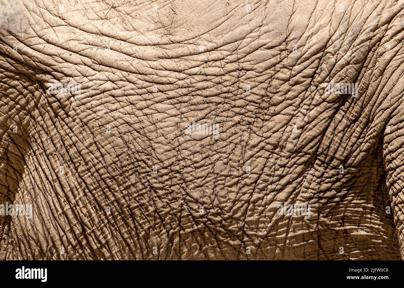 a close-up with the texture of an elephant's skin, detail, nature Stock ...