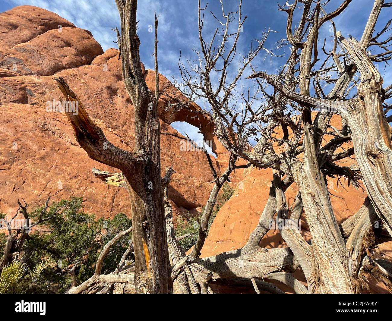 A close-up of dry branches of a desert tree with a skyline arch in the ...