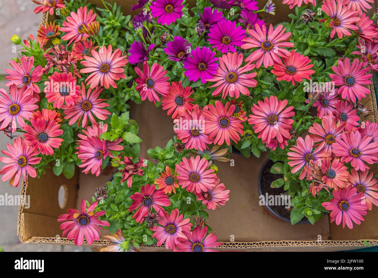 African daisies flowers hi-res stock photography and images - Alamy