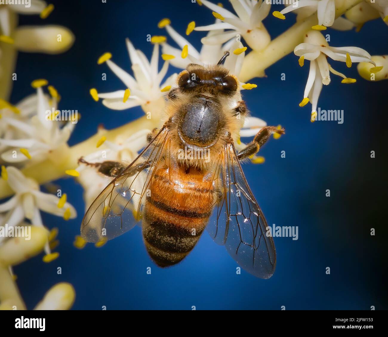 A honey bee explores wildflowers in a tropical garden against a blue ...