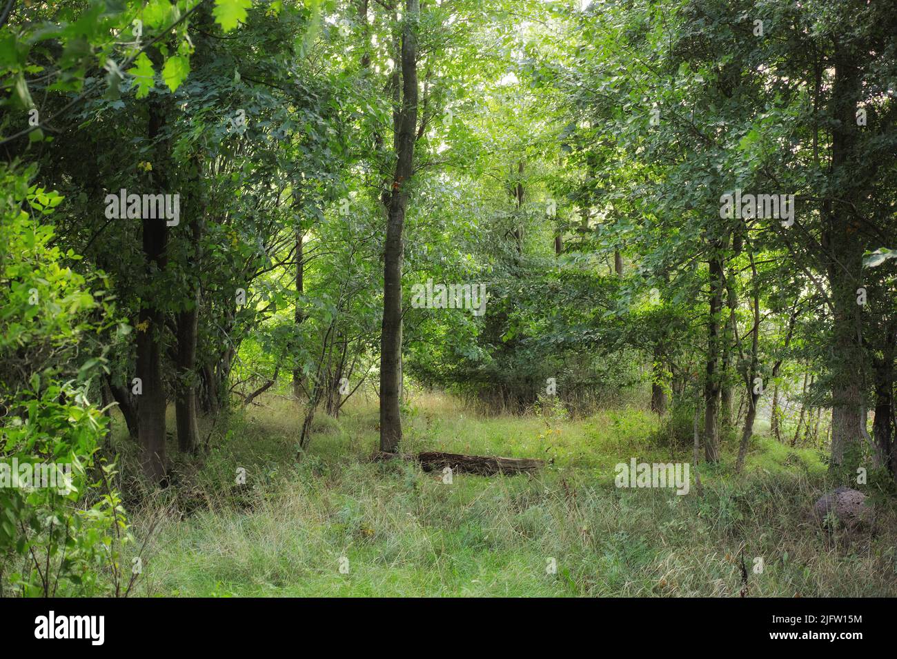 Overgrown by green leaf trees hi-res stock photography and images - Alamy