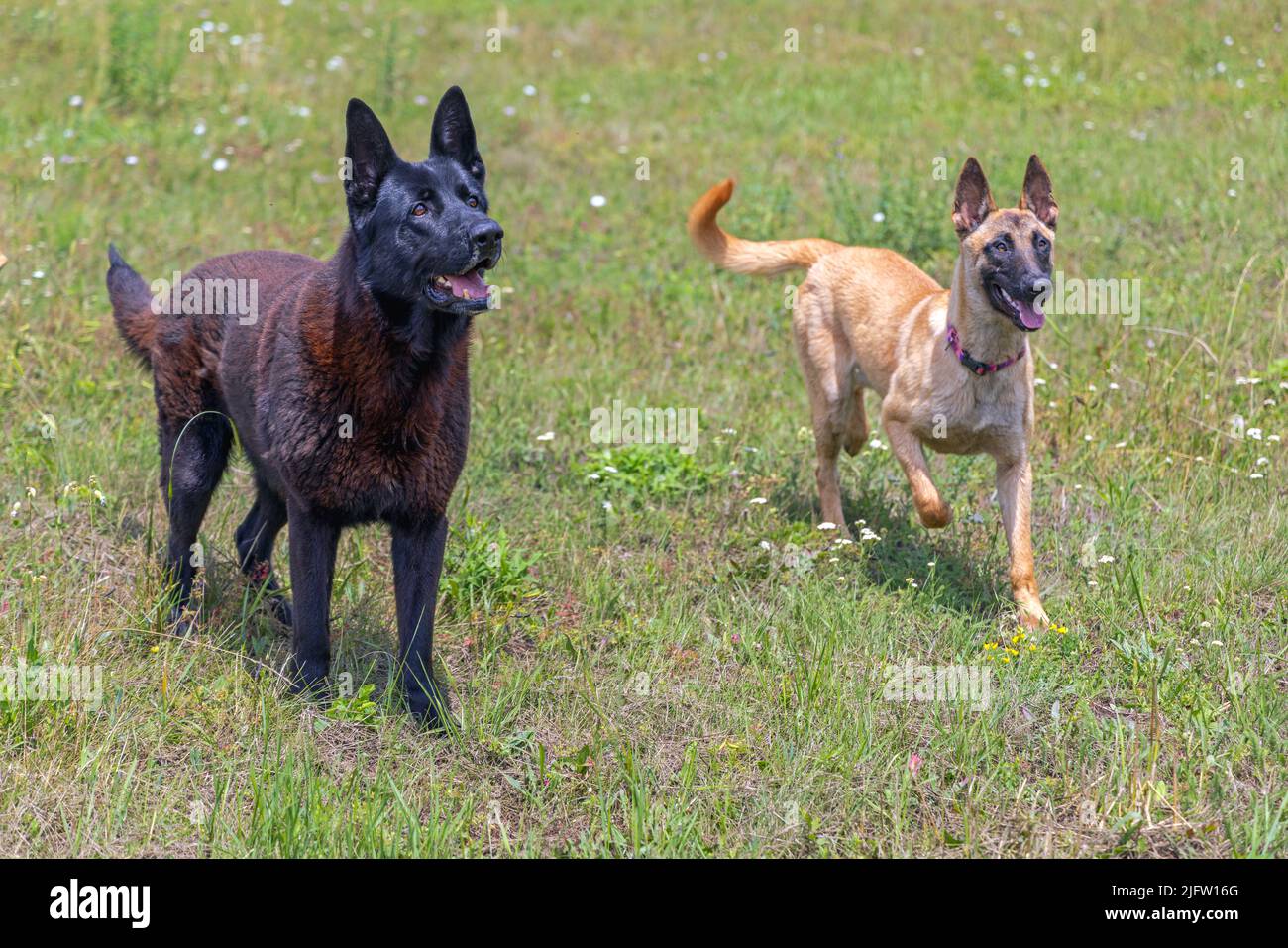 Two German Shepherd Dogs Playing at Grass Field Stock Photo - Alamy