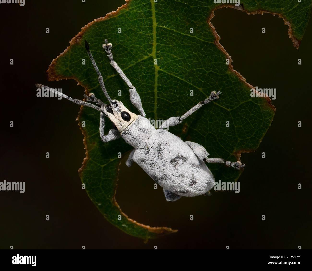 Florida weevil hi-res stock photography and images - Alamy