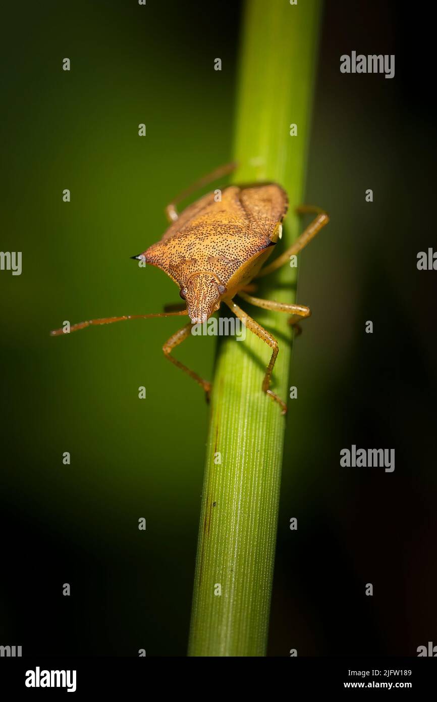 A stink bug known as a Spined Soldier Bug perches on a flower stem in ...