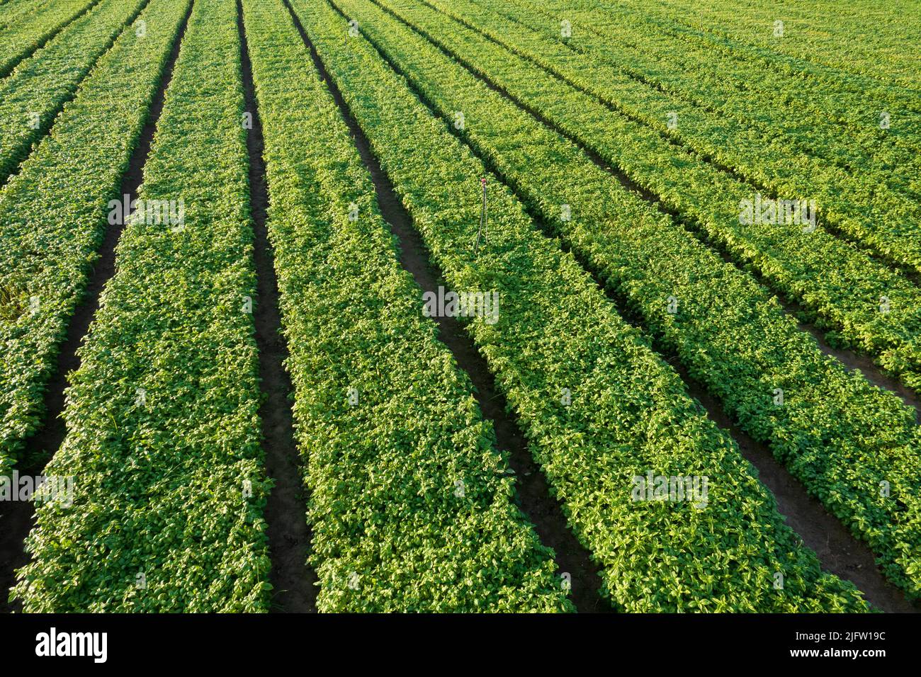 Photographic documentation of a plant for intensive cultivation of the ...