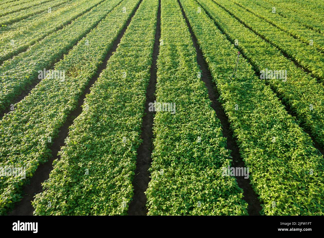 Photographic documentation of a plant for intensive cultivation of the ...