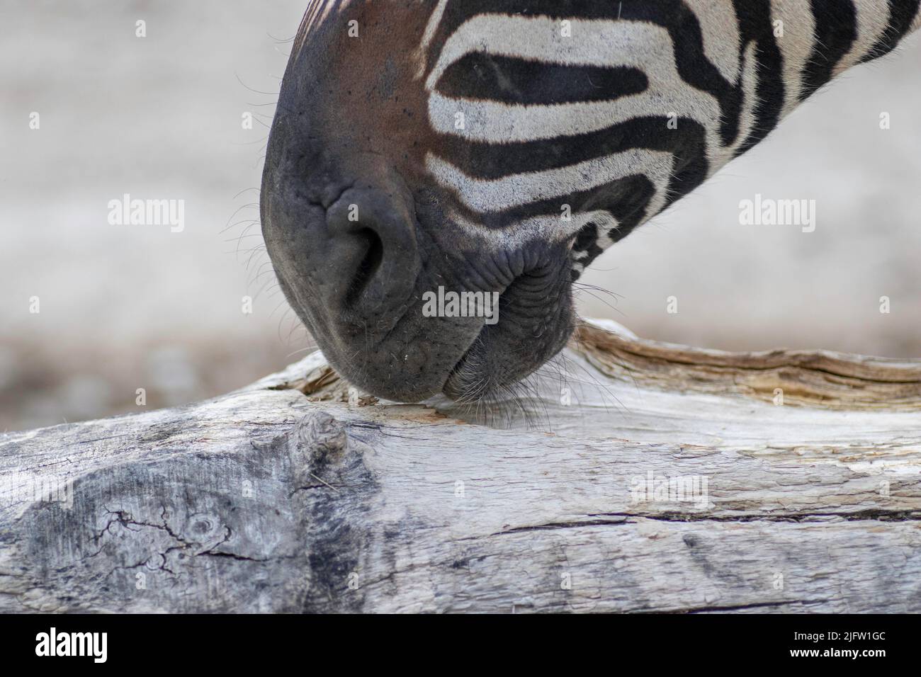 muzzle of a zebra sniffing a log Stock Photo - Alamy