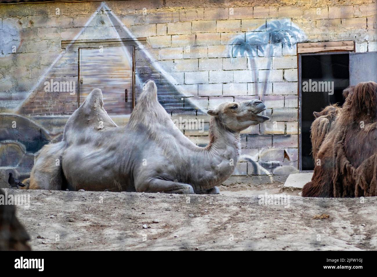 camels resting in the zoo enclosure Stock Photo - Alamy