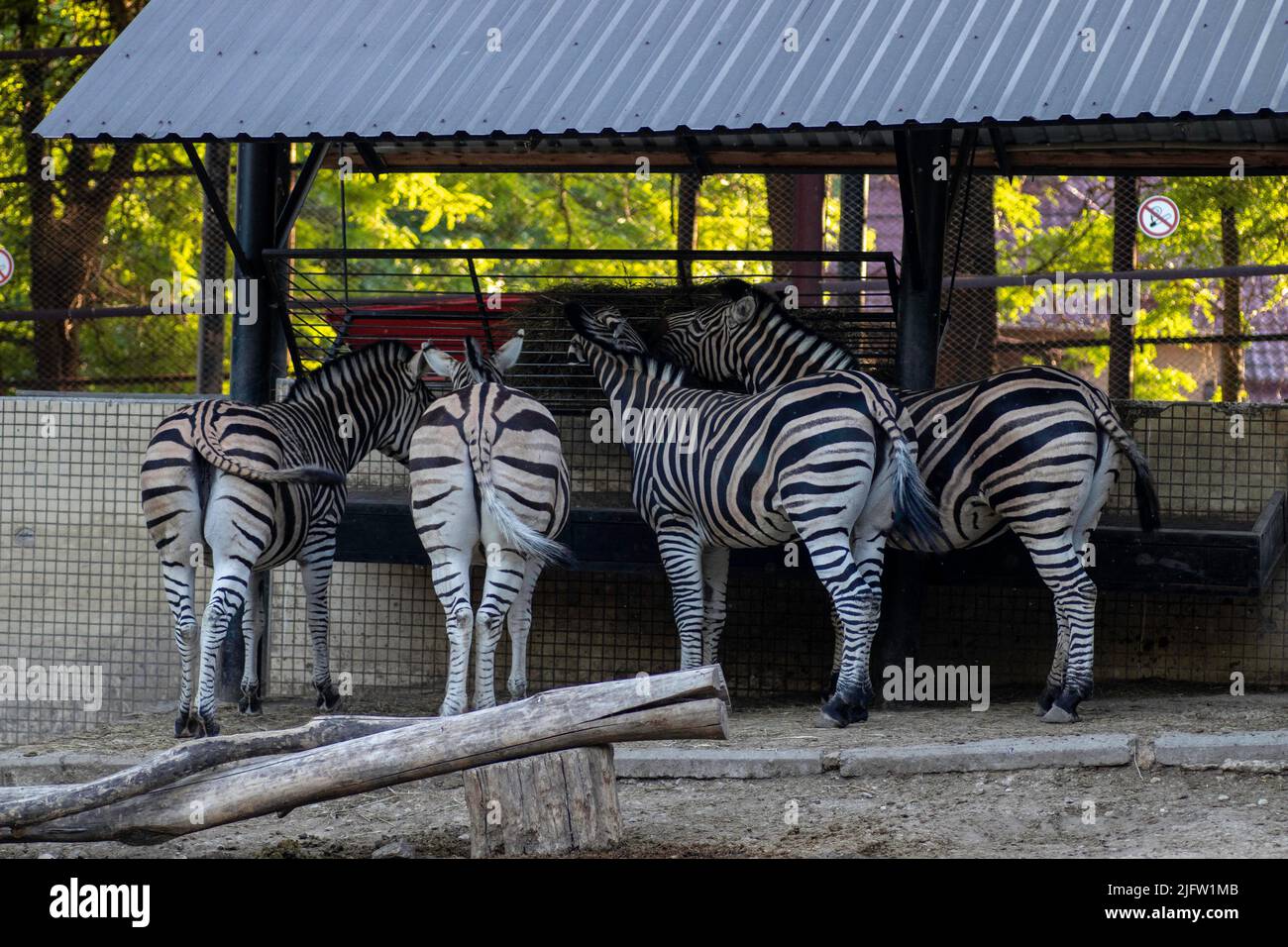 four zebras eat in their zoo enclosure, black and white zebras Stock ...
