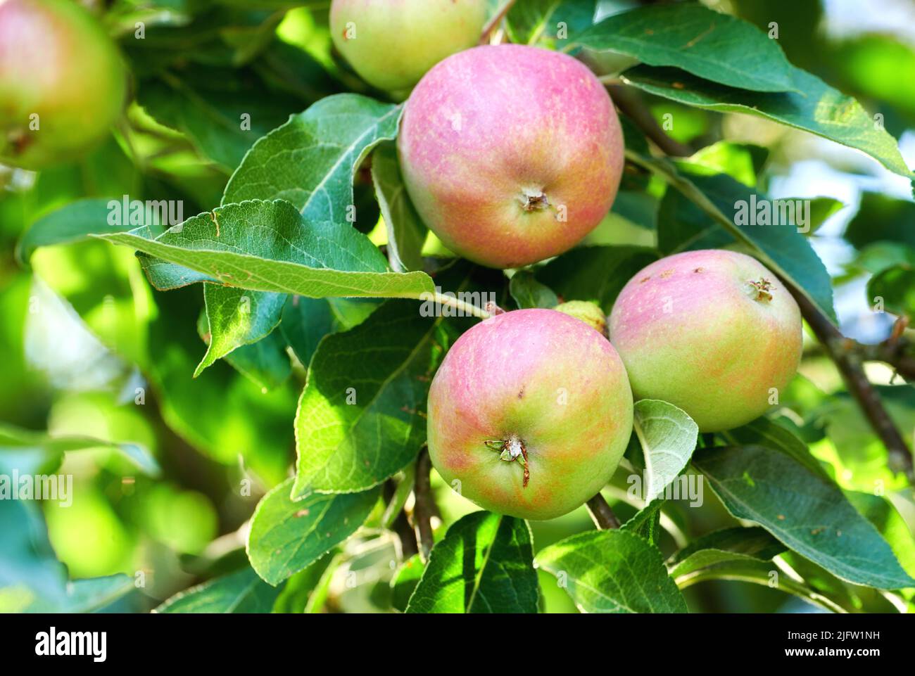 Red And Green Apples Tree