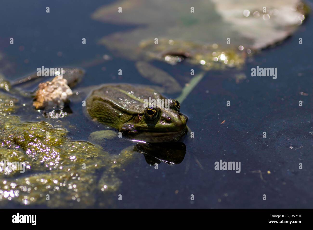 green frog basking in the sun in the water Stock Photo - Alamy