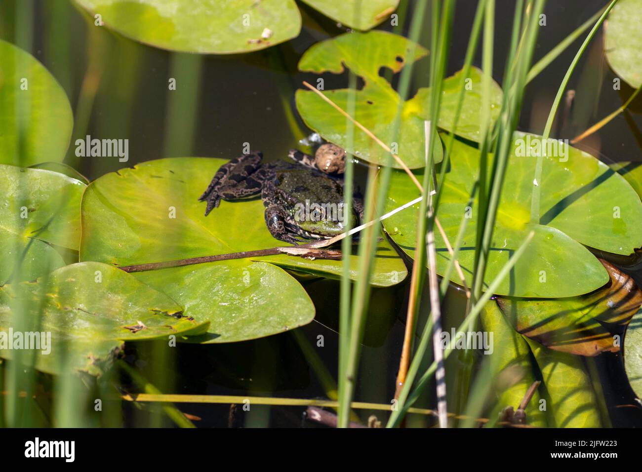 Basking frog hi-res stock photography and images - Alamy