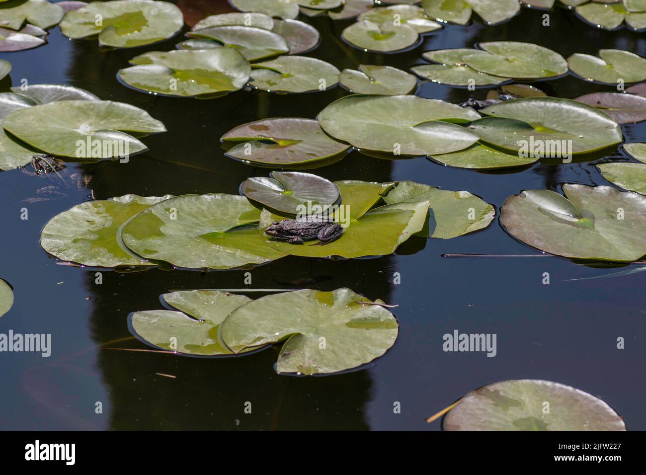 green frog basking in the sun in the water Stock Photo - Alamy