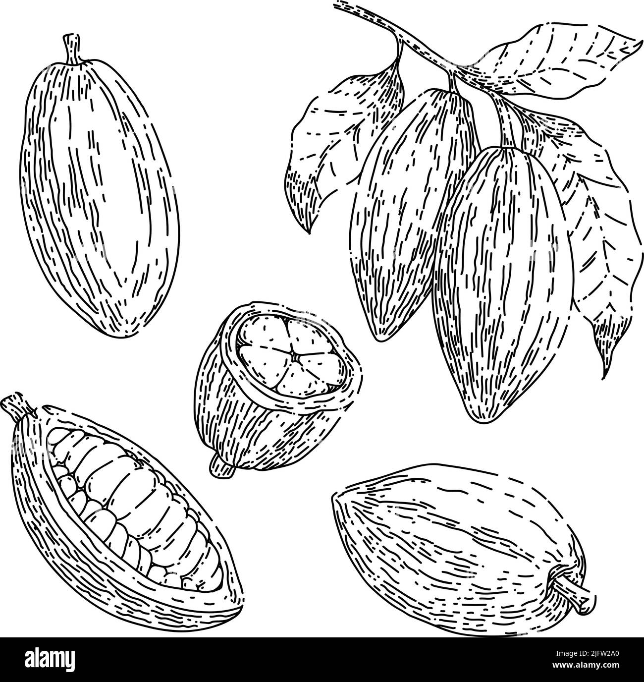 cocoa chocolate set sketch hand drawn vector Stock Vector Image & Art ... cocoa chocolate set sketch hand drawn vector Stock Vector Image & Art ...