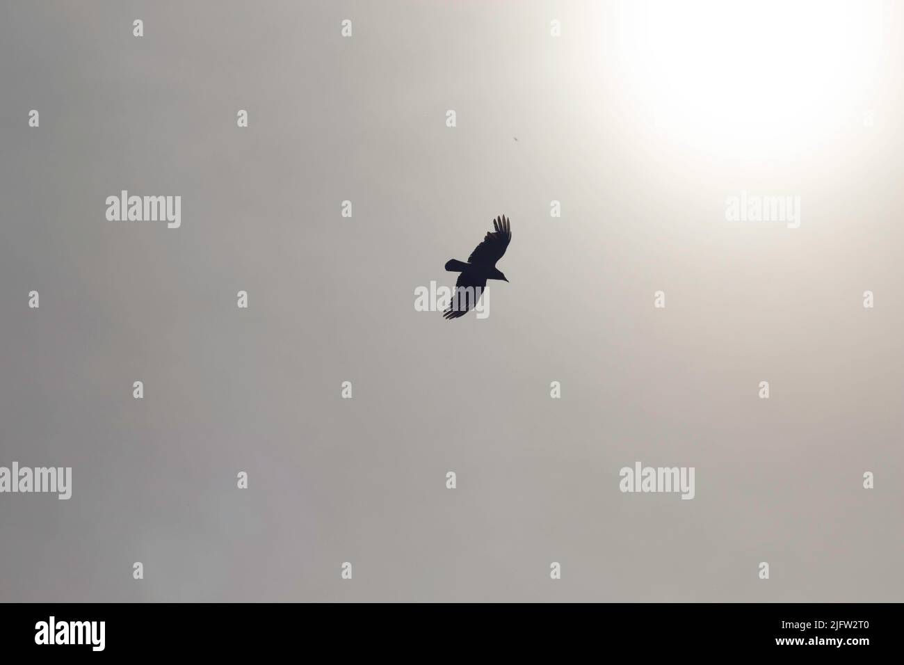 silhouette of a bird in the sky under a bright sun through the clouds ...