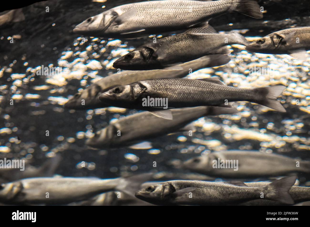 Silver school hi-res stock photography and images - Alamy