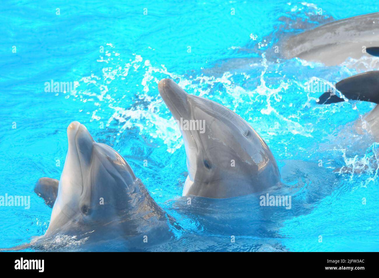 Funny Dolphins Swimming on a very Blue Water Stock Photo - Alamy