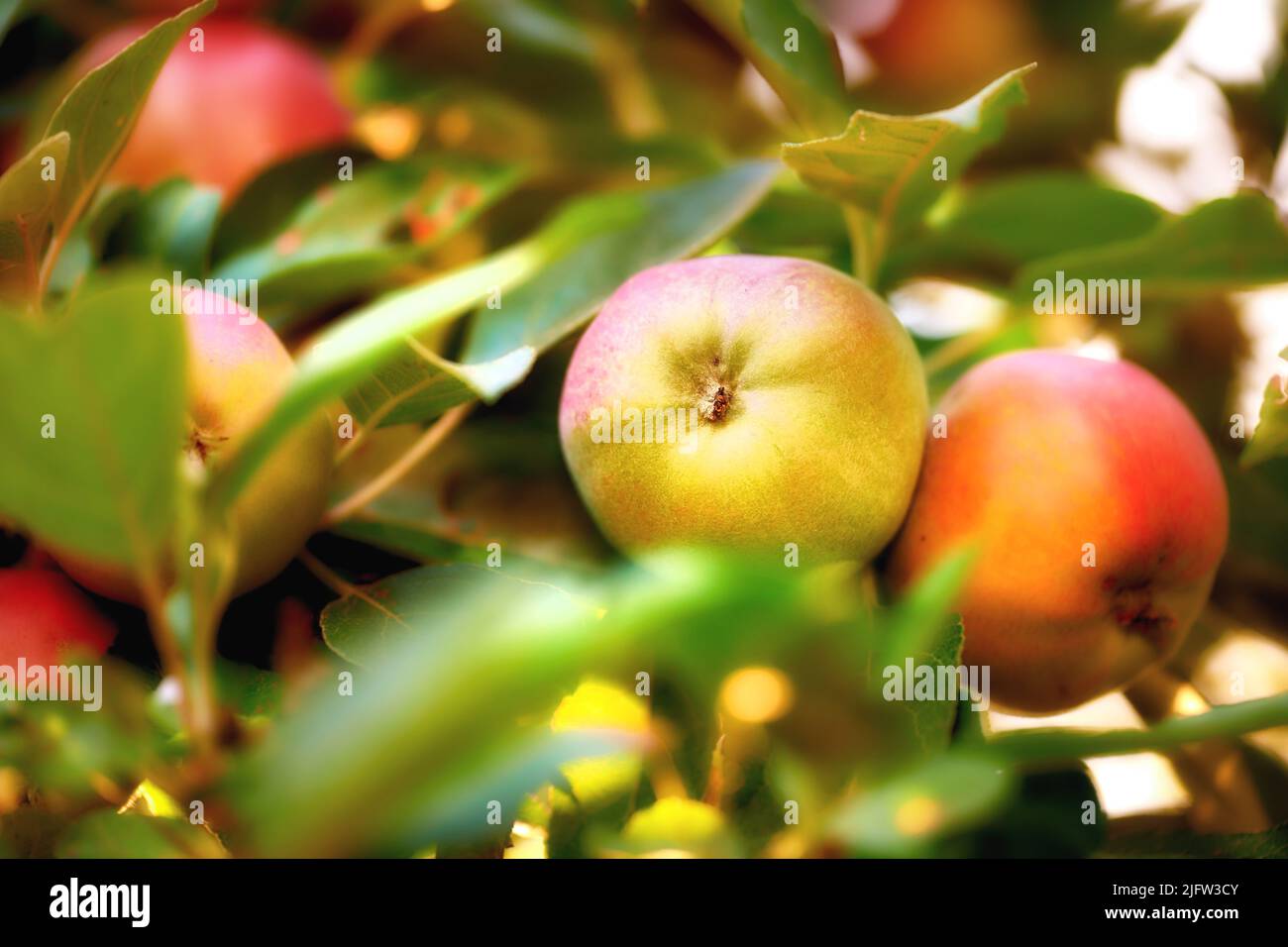 Closeup of apples growing in a sunny orchard or farm outdoors. Fresh ...