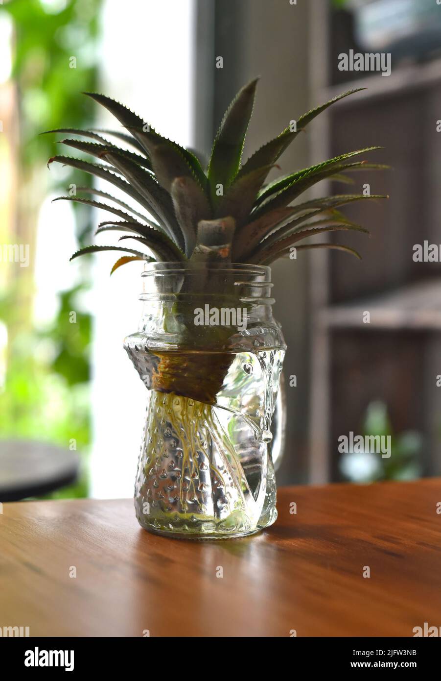 Pineapple sprout hi-res stock photography and images - Alamy