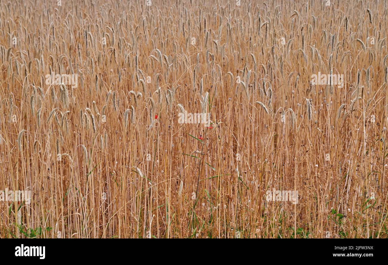 Rye, barely or wheat grain growing on a farm in a remote countryside ...