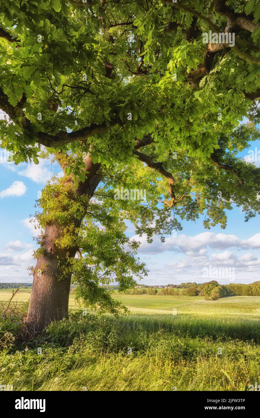 A tall majestic oak tree growing on an agricultural field or farm ...