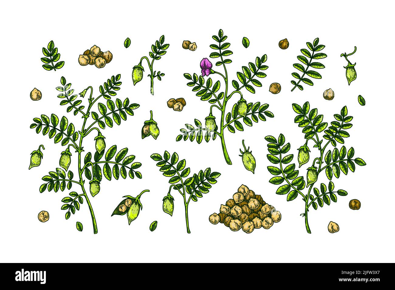 Set of chickpeas design elements. Hand drawn colorful botany collection ...