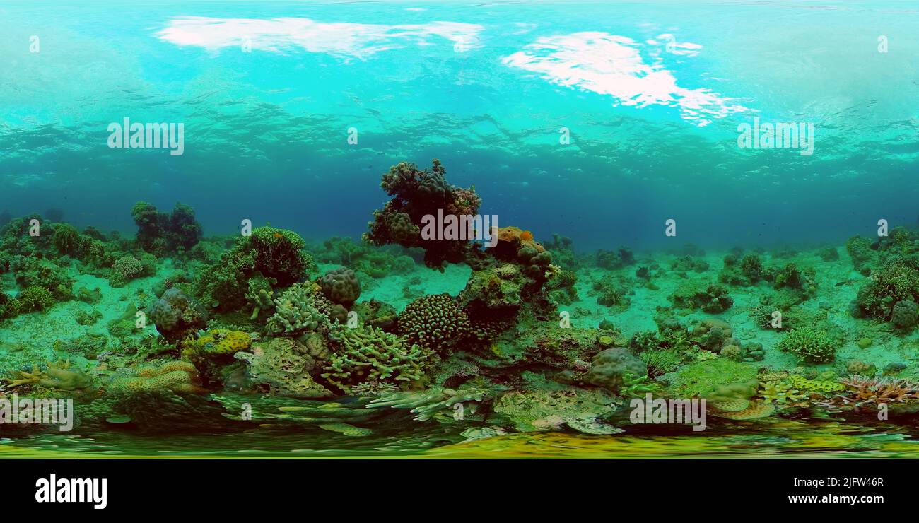 Tropical fishes and coral reef at diving. Underwater world with corals ...