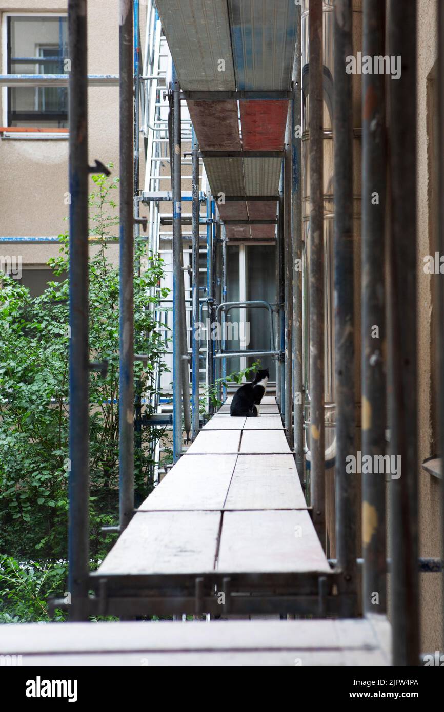 Berlin, Germany. 12th June, 2022. A cat sits on scaffolding erected ...